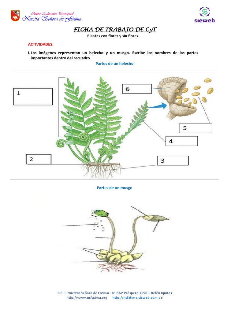 Ficha de Trabajo de Plantas Con Flores y Sin Flores | PDF