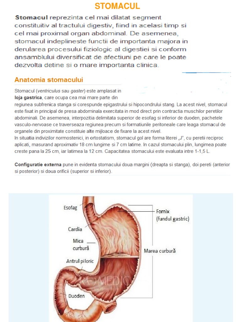Stomacul | PDF
