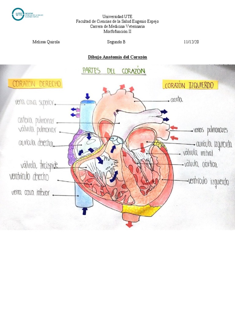 Dibujo Anatomía Corazón | PDF