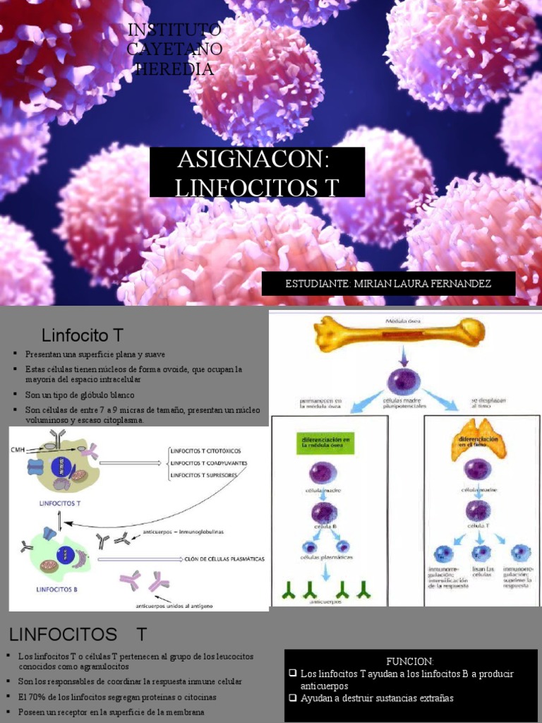 Linfocitos T Pdf Linfocitos Célula T