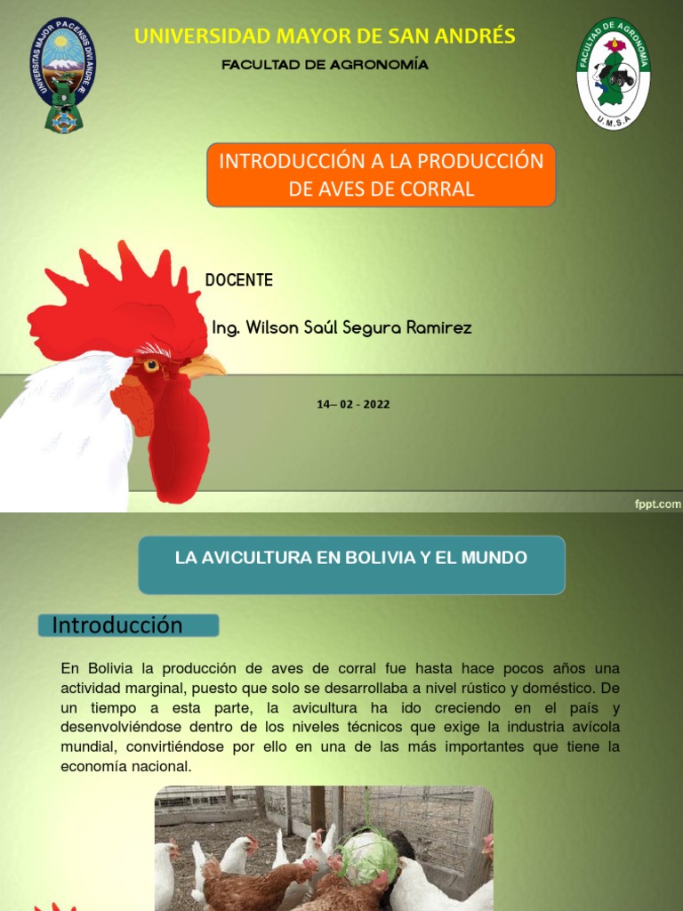 Introduccion A La Produccion de Aves MVZ | PDF | Aves de corral | Pollo