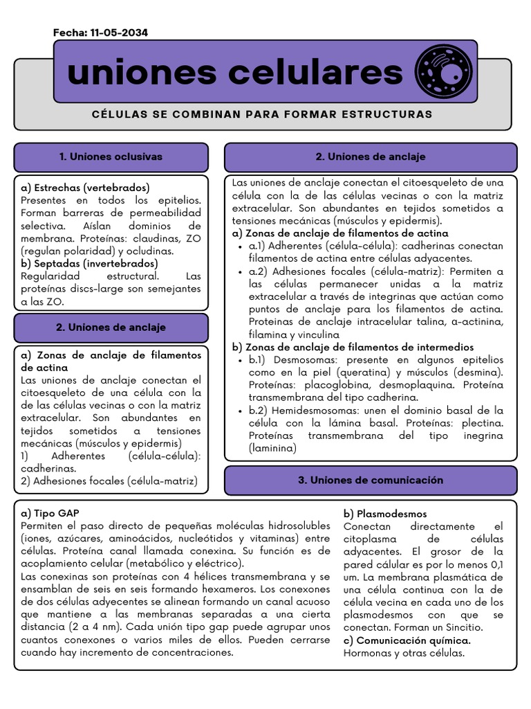 Resumen Clase IV - Tipos de Uniones Celulares | PDF | Morfología (biología) | Técnicas de ...
