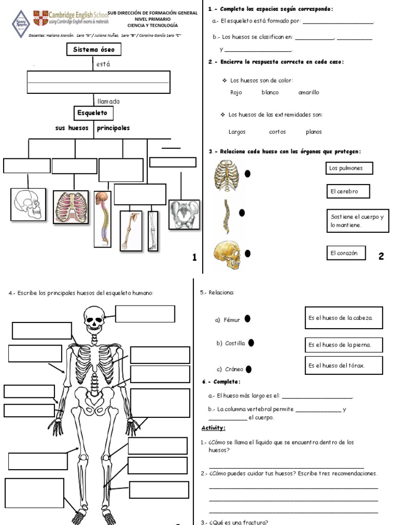 FICHA-1-CIENCIA-Y-TECNOLOGÍA-EL-SISTEMA-ÓSEO | PDF | Hueso | Esqueleto