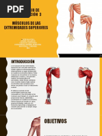 A34 Compartimentos Musculares Del Brazo y Antebrazo DR Daniel Lopez ...