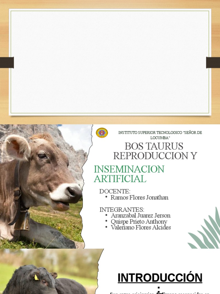 Bos Taurus | PDF | Vacas | Vagina
