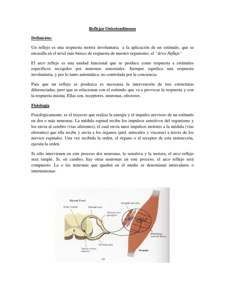 Reflejos Osteotendinosos | Neurona motor | Anatomía