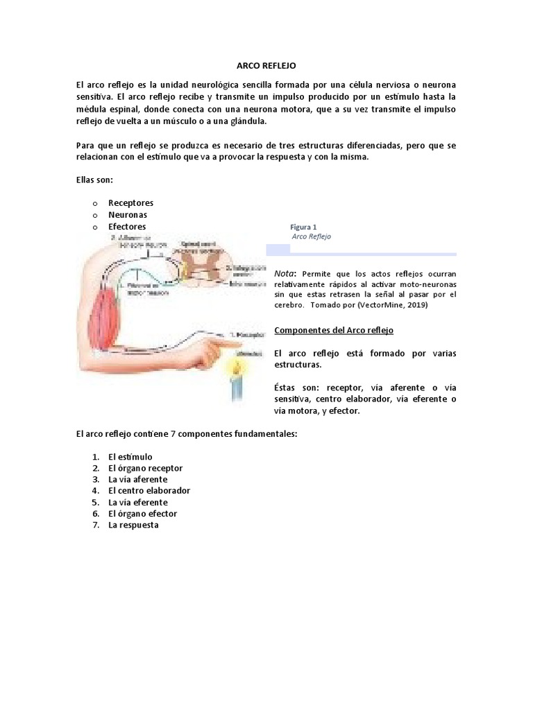 Componentes del Arco Reflejo | PDF | Neurona | Órgano (anatomía)