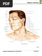 NETTER FLASH CARDS PORTUGUÊS - Colorido | PDF | Pescoço | Anatomia