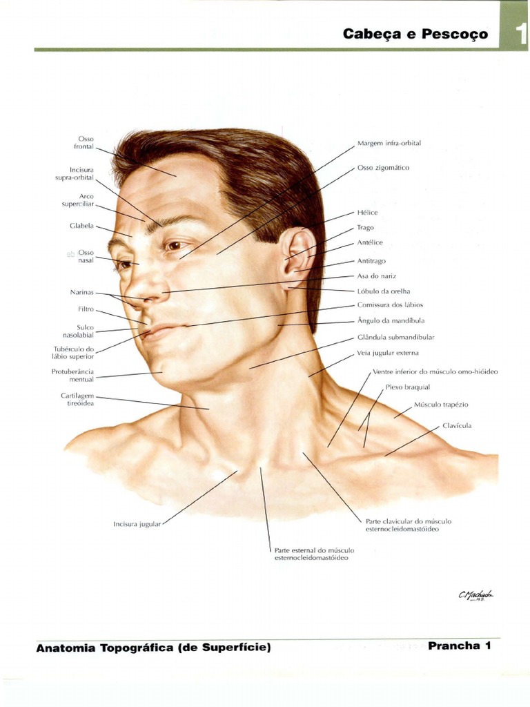 Netter Anatomia 4 Ed | PDF | Sistema Esquelético | Cabeça e pescoço humano