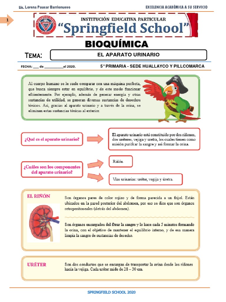 Ficha 5° Prim - El Aparato Urinario - Lic. Lorena Paucar Barrionuevo | PDF | Riñón | Sistema ...