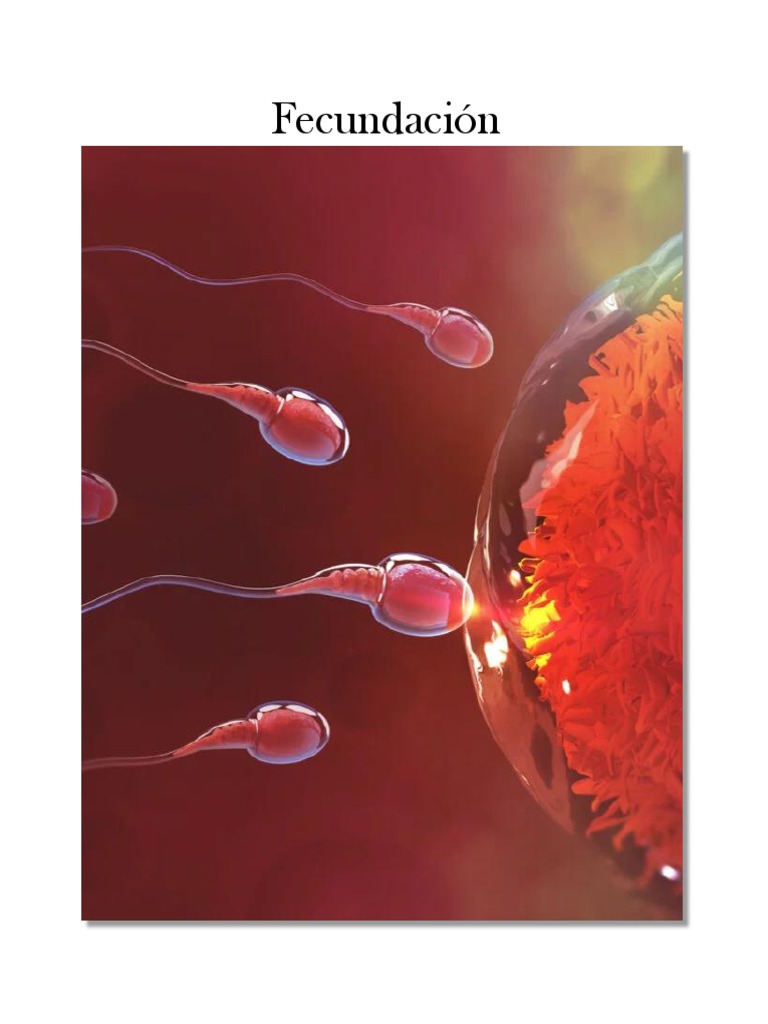 Fecundación y Ovulación | PDF | Sexo | Masculino