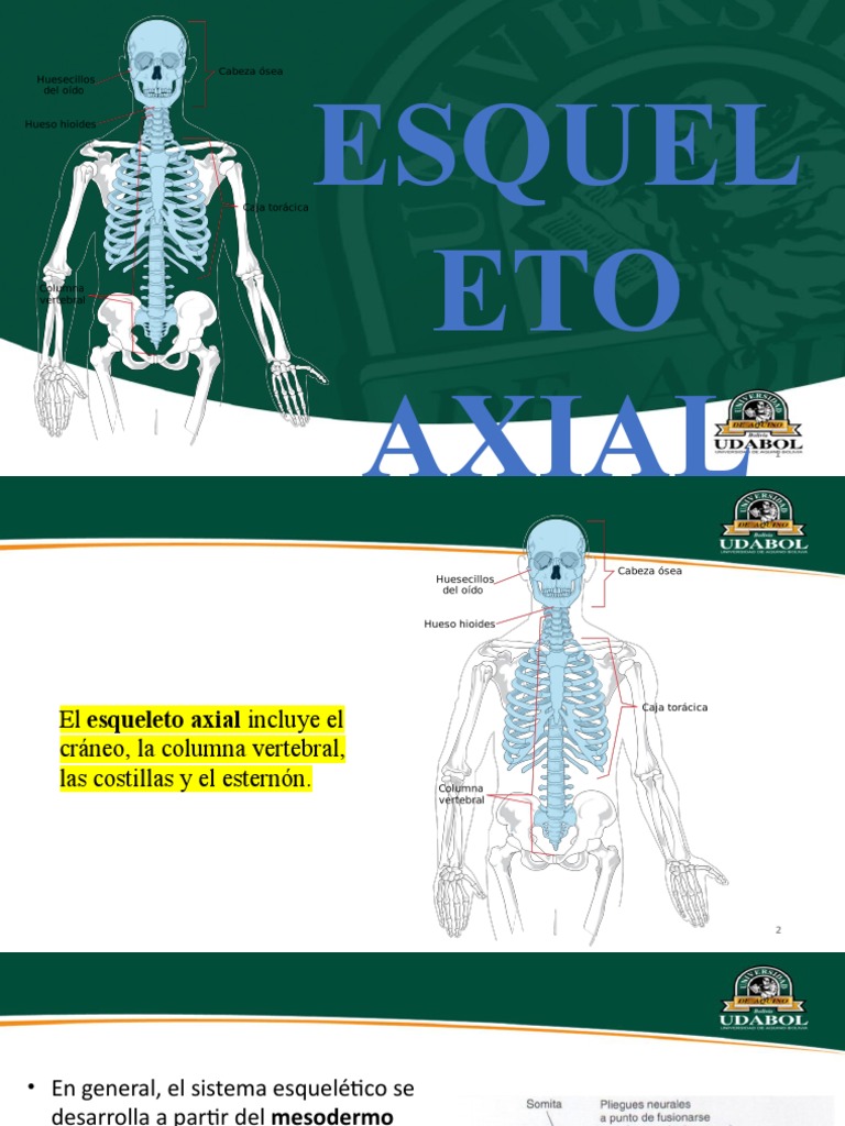 Esqueleto Axial Pdf Esqueleto Cráneo