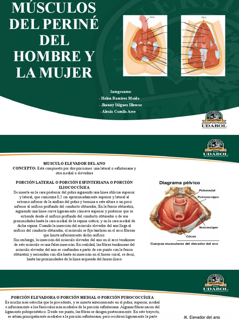 Músculos Del Periné Masculino y Femenino | Descargar gratis PDF ...