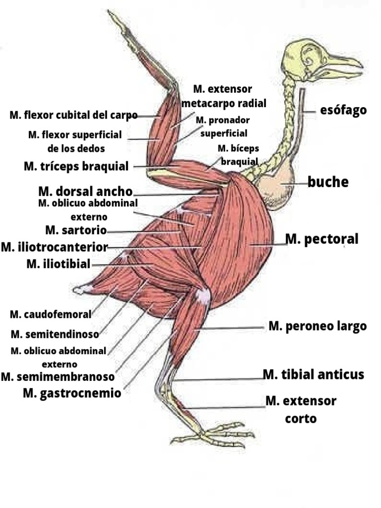 Función y origen del flexor cubital del carpo | PDF