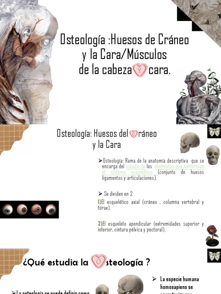 Osteología | PDF | Hueso | Cráneo
