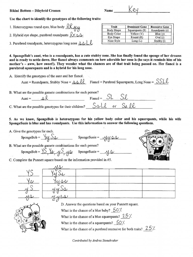 Spongebob Dihybrid Crosses Answers | PDF