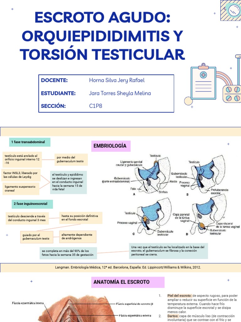 Escroto Agudo - Final | PDF | Testículo | Sistema genitourinario