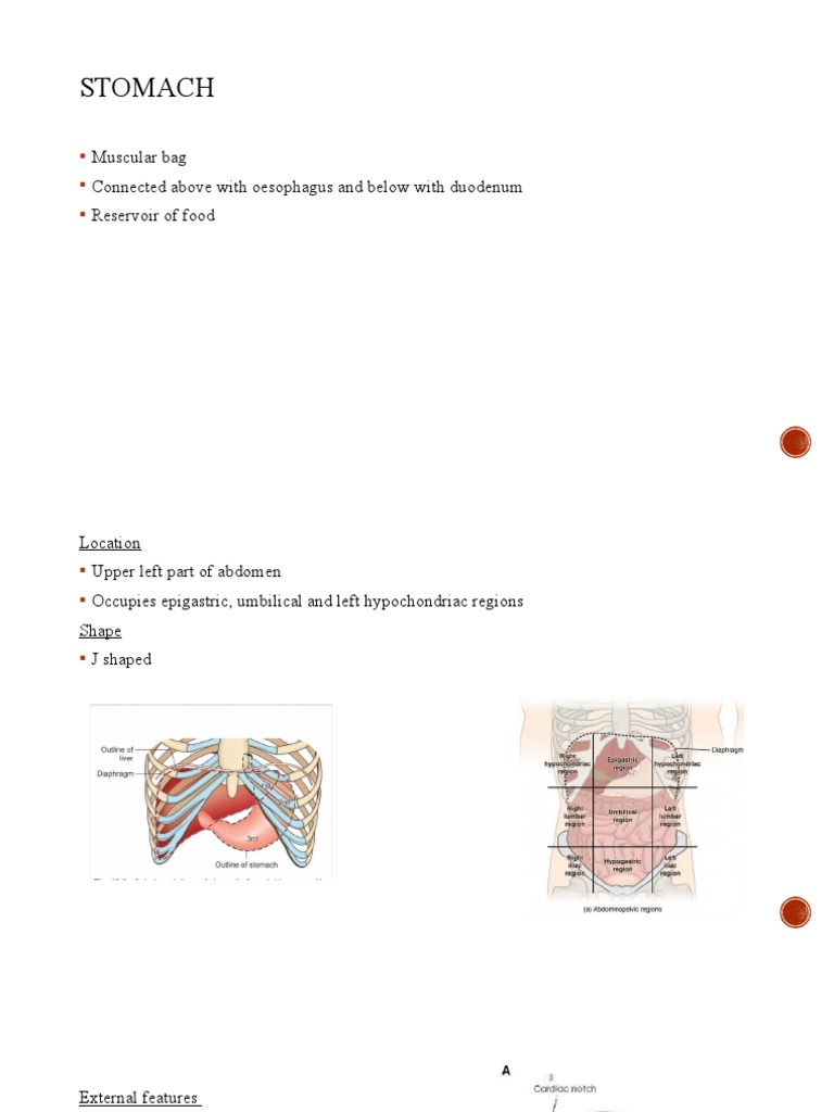 Stomach | PDF | Stomach | Gastroenterology