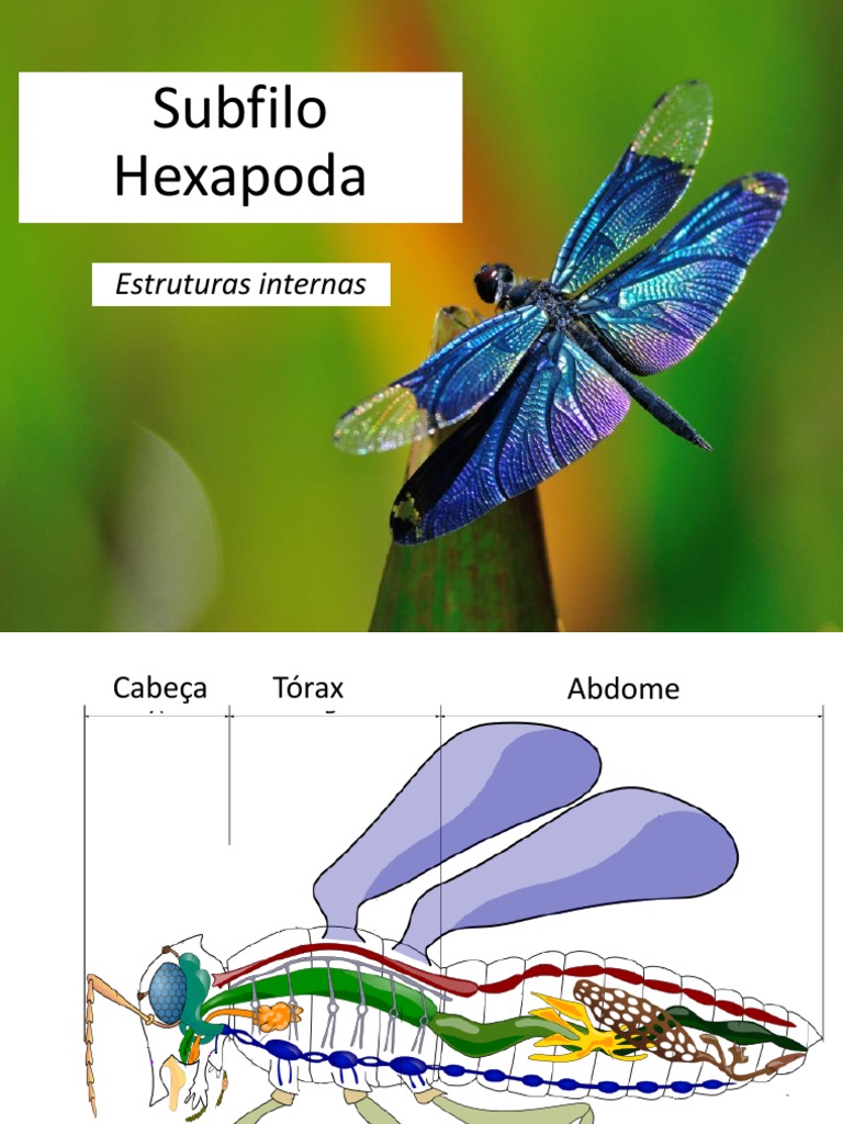15 Hexapoda 3 - UFAM | PDF | Insetos | Anatomia
