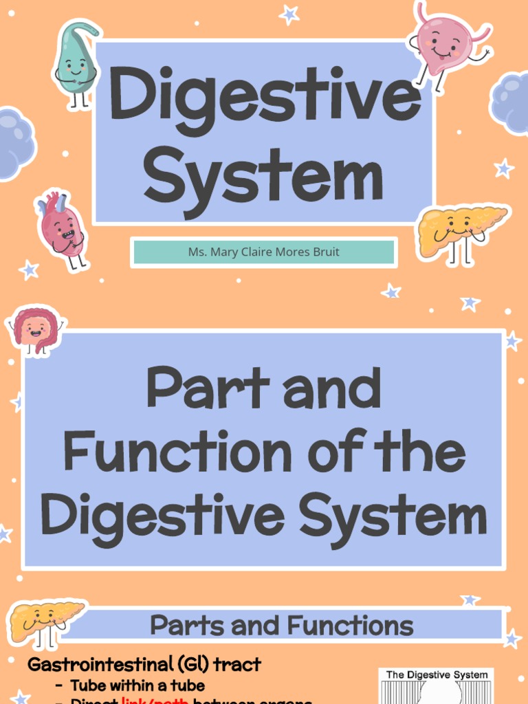 Digestive System Notes | PDF | Digestion | Gastrointestinal Tract