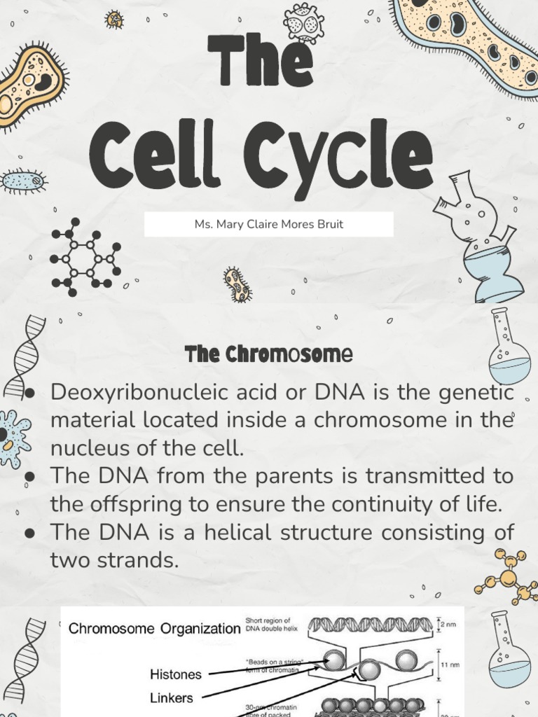Science 8 - Intro To Cell Cycle | PDF | Chromosome | Chromatin