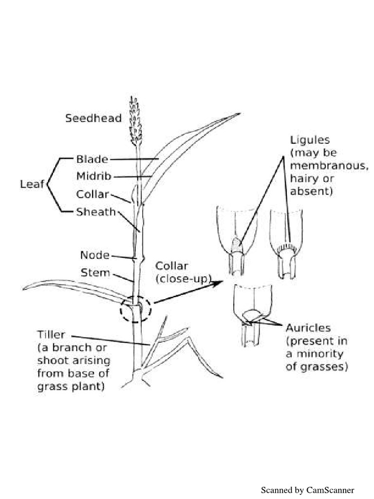 BIO 103 - Labelled Diagrams - ULTIMA EXP | PDF