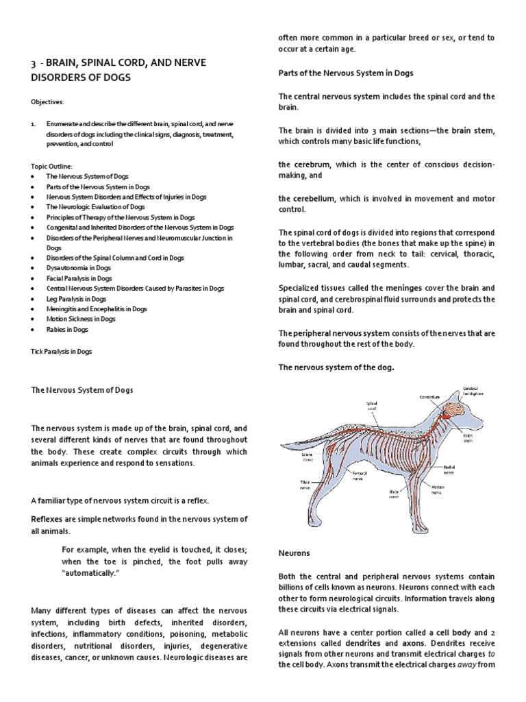 3 Brain Spinal Cord and Nerve Disorders of Dogs | PDF | Nervous System ...