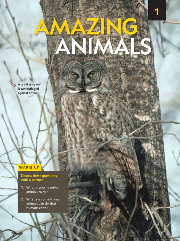 Amazing Animals Re1 | PDF | Octopus | Dolphin