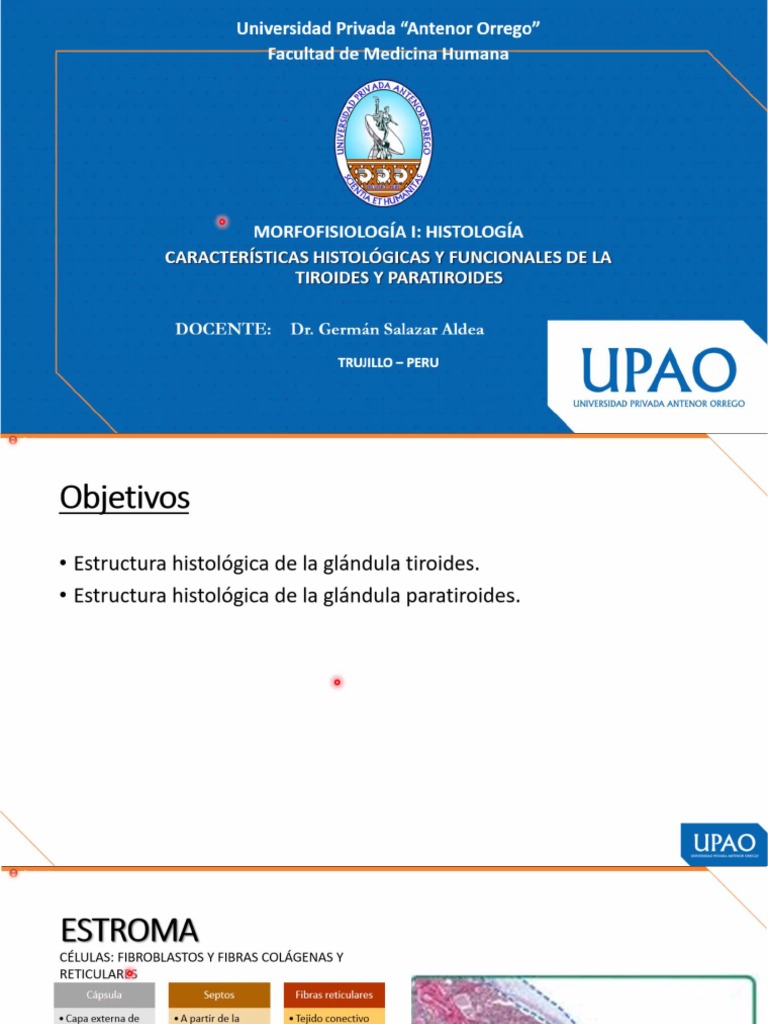 S11 Histo Diapos | PDF