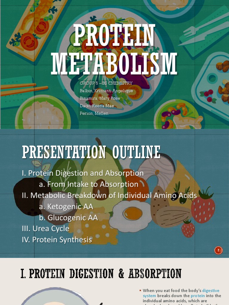 Protein Digestion and Absorption Process | PDF | Digestion | Stomach