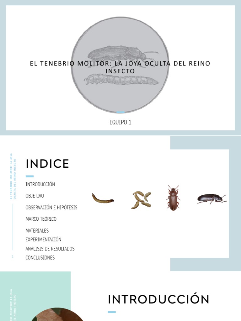 Ciclo De Vida Del Tenebrio Molitor Pdf Insectos Sistema Digestivo
