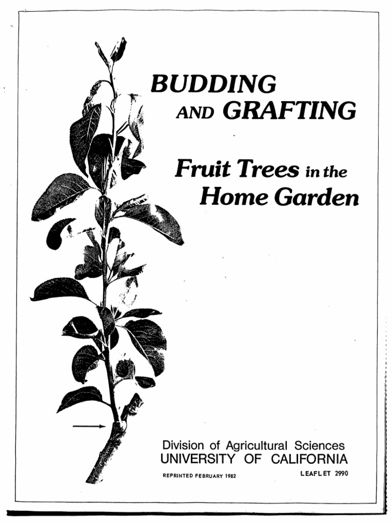 Budding & Grafting Fruit Trees Guide | PDF | Grafting | Peach