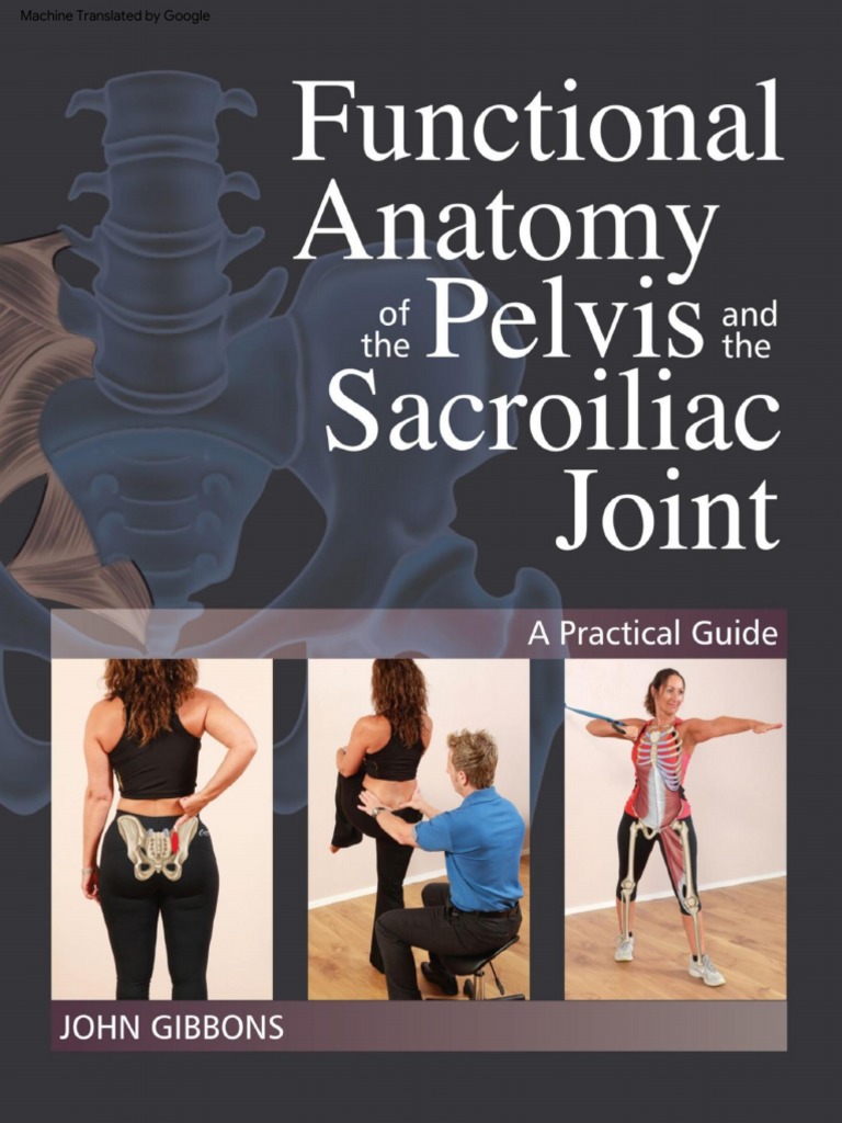 Functional Anatomy of The Pelvis and The Sacroiliac Joint A Practical ...