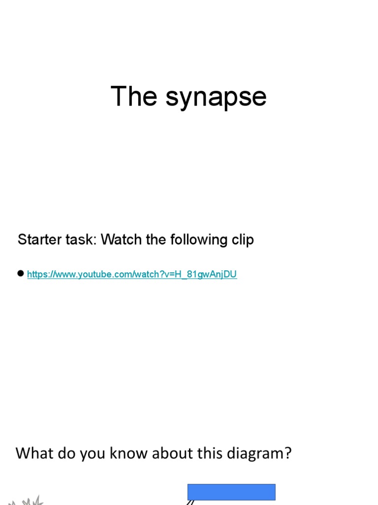 The Synapse | PDF