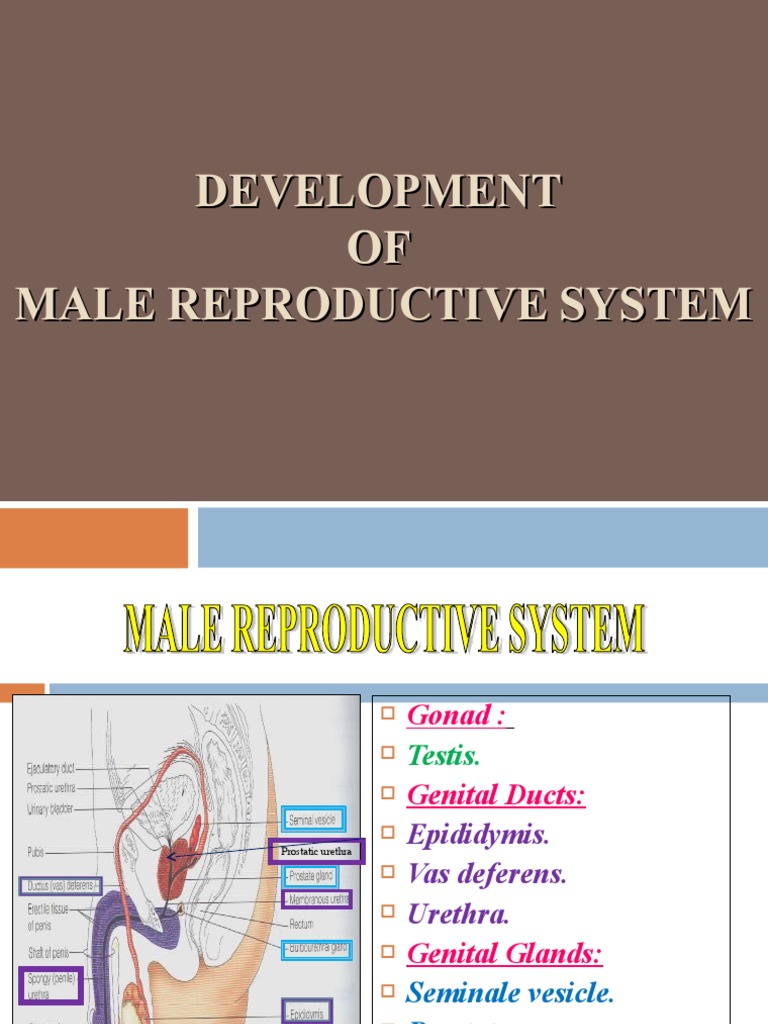 Development of Male Reproductive System | PDF | Testicle | Endocrine System