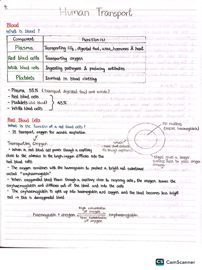 Biology - Human Transport Notes | PDF