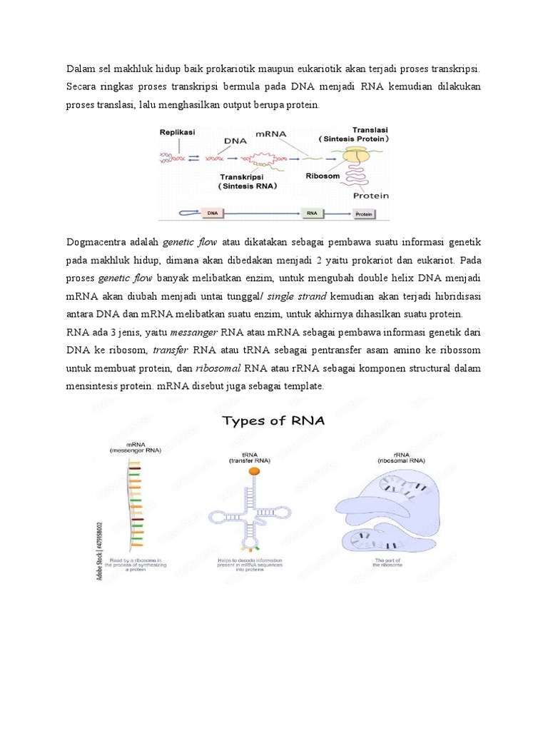 Proses Transkrip Sel Eukariotik Dan Prokariotik | PDF | Kajian Bahasa Asing | Sains & Matematika