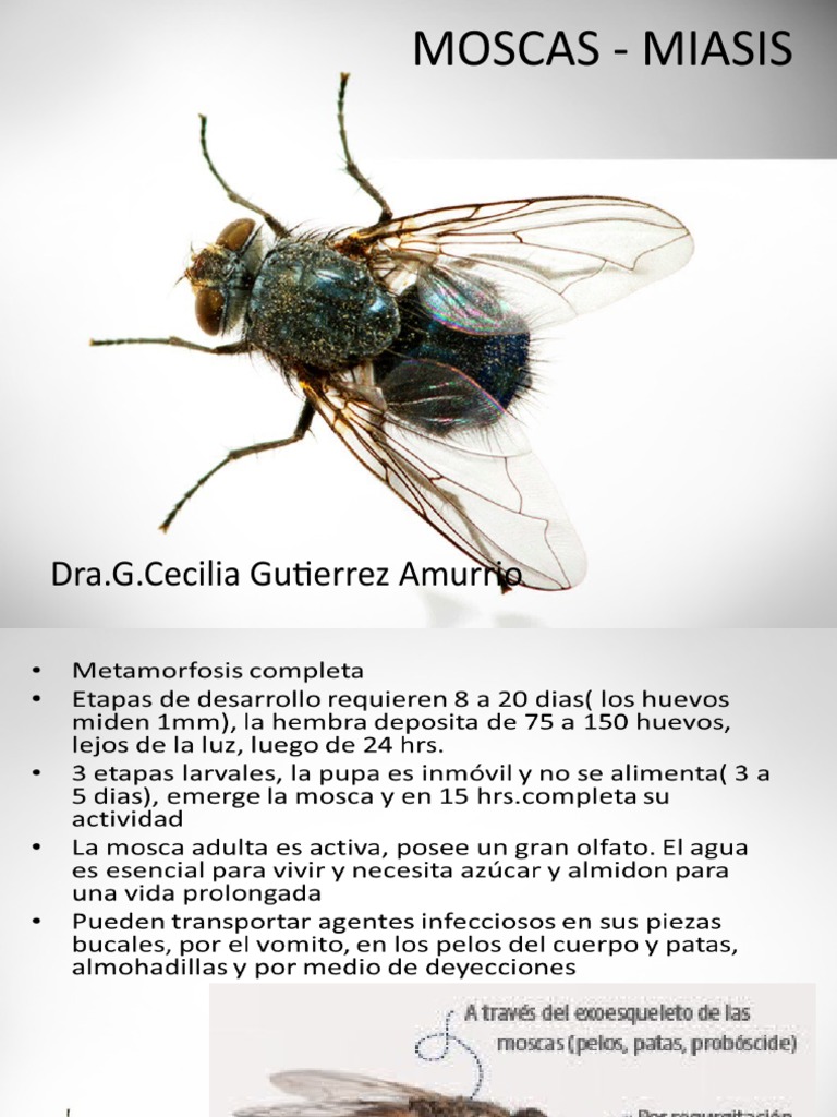 MIASIS | PDF | Mosca | Insectos y humanos