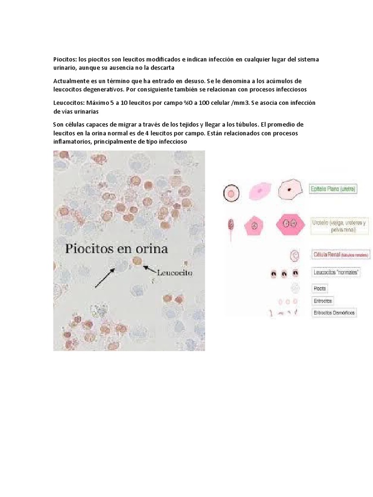 Piocitos Uro | PDF