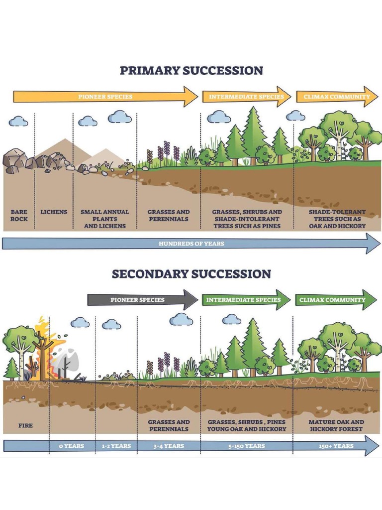 Forest Succession | PDF
