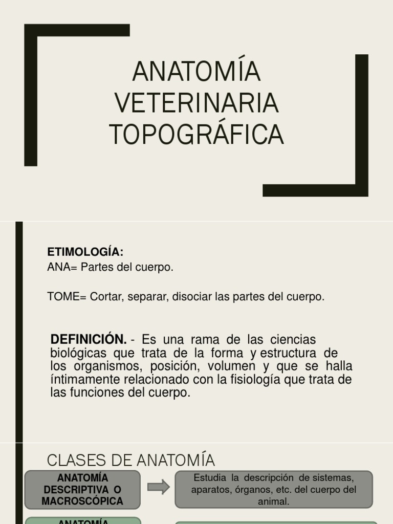 Anatomía Veterinaria Topográfica | PDF | Términos anatómicos de ...