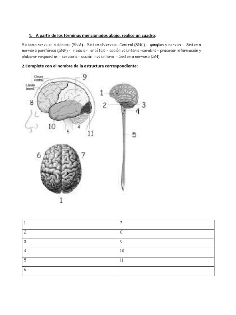 Control Nervioso II Organización Del SN | PDF