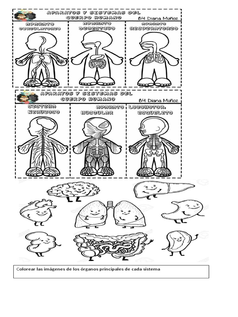 Sistemas Del Cuerpo Humano | PDF