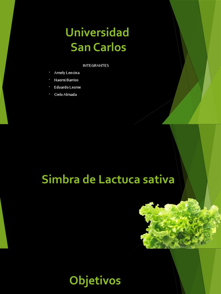 Lechuga Miguel | PDF | Lechuga | Siembra