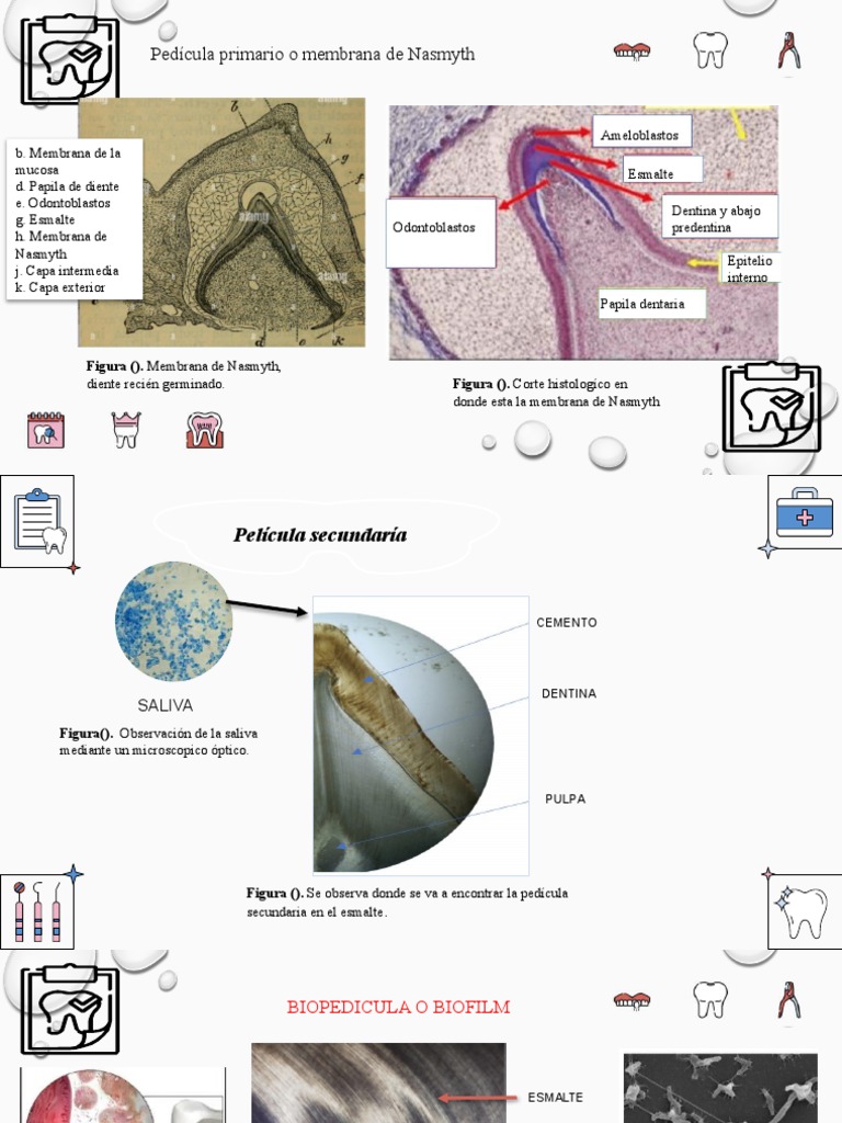 Anatomía y Función de la Membrana de Nasmyth | PDF