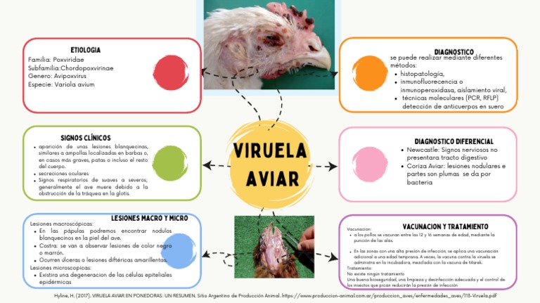 Viruela Aviar | PDF | Medicina CLINICA | Enfermedades y trastornos