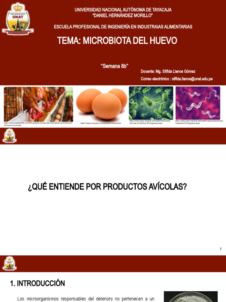 Sesión8b MICROBIOTA HUEVO MICROB ALIMENT2023I | PDF | Salmonela | Alimentos