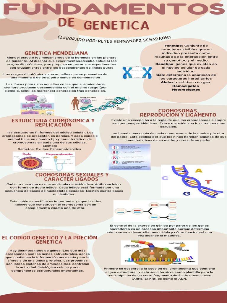 Infografia Genes | PDF | Gene | Cromosoma