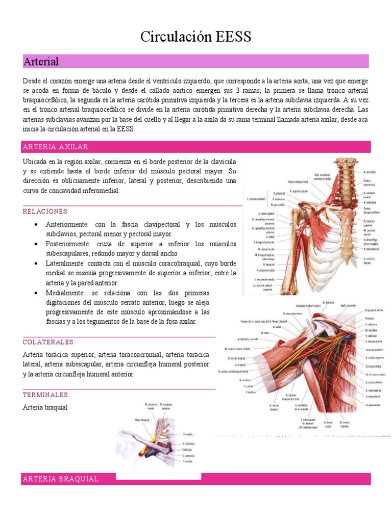 Circulacion EESS | PDF | Mano | Codo