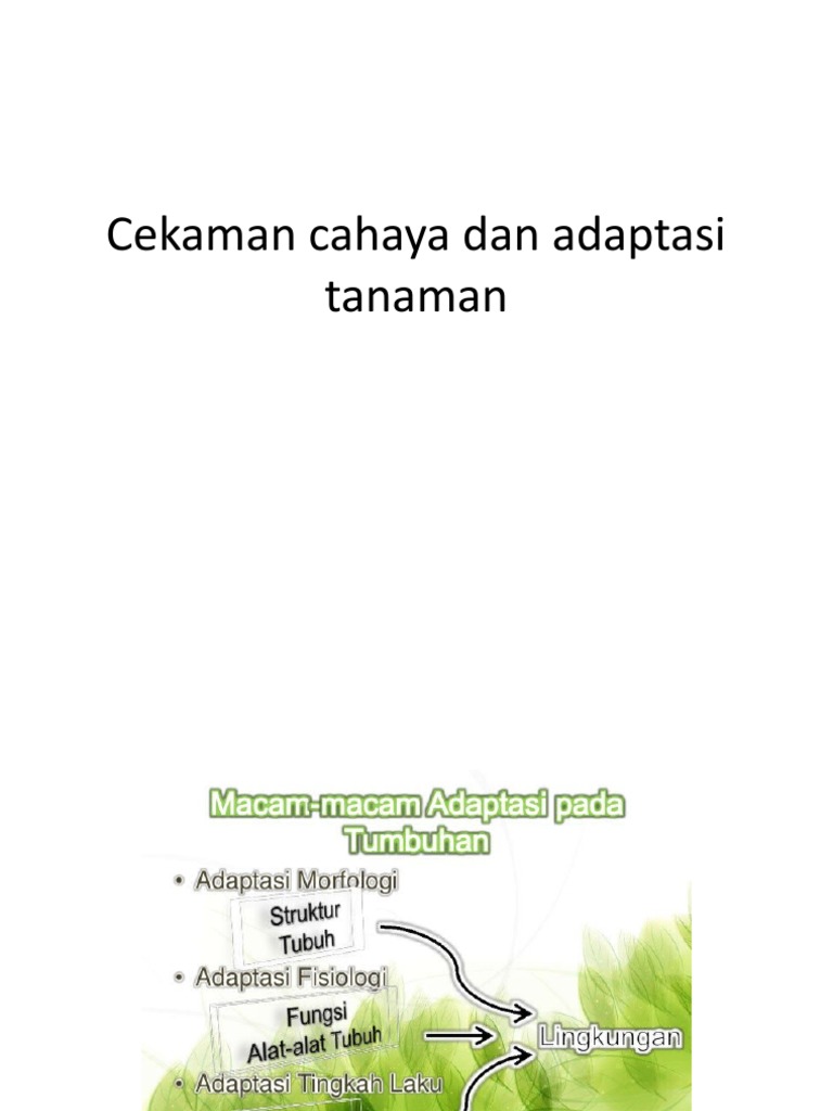 Cekaman Cahaya Dan Adaptasi Tanaman | PDF